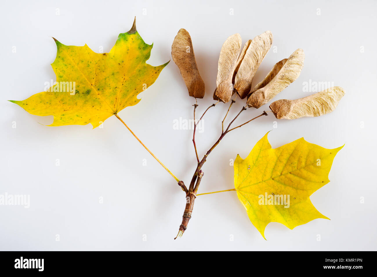 Samara seeds hi-res stock photography and images - Alamy