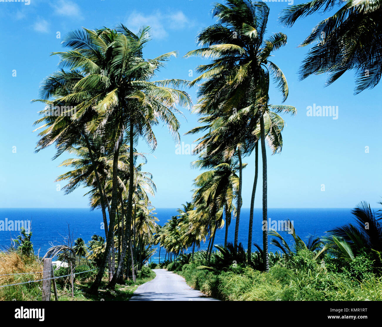 Palm tree lined country road Stock Photo - Alamy