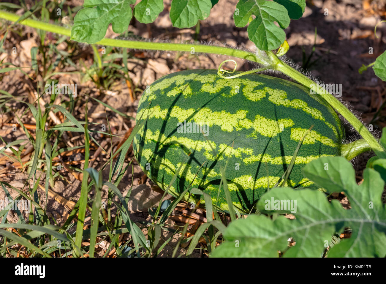 Watermelon seed hi-res stock photography and images - Alamy