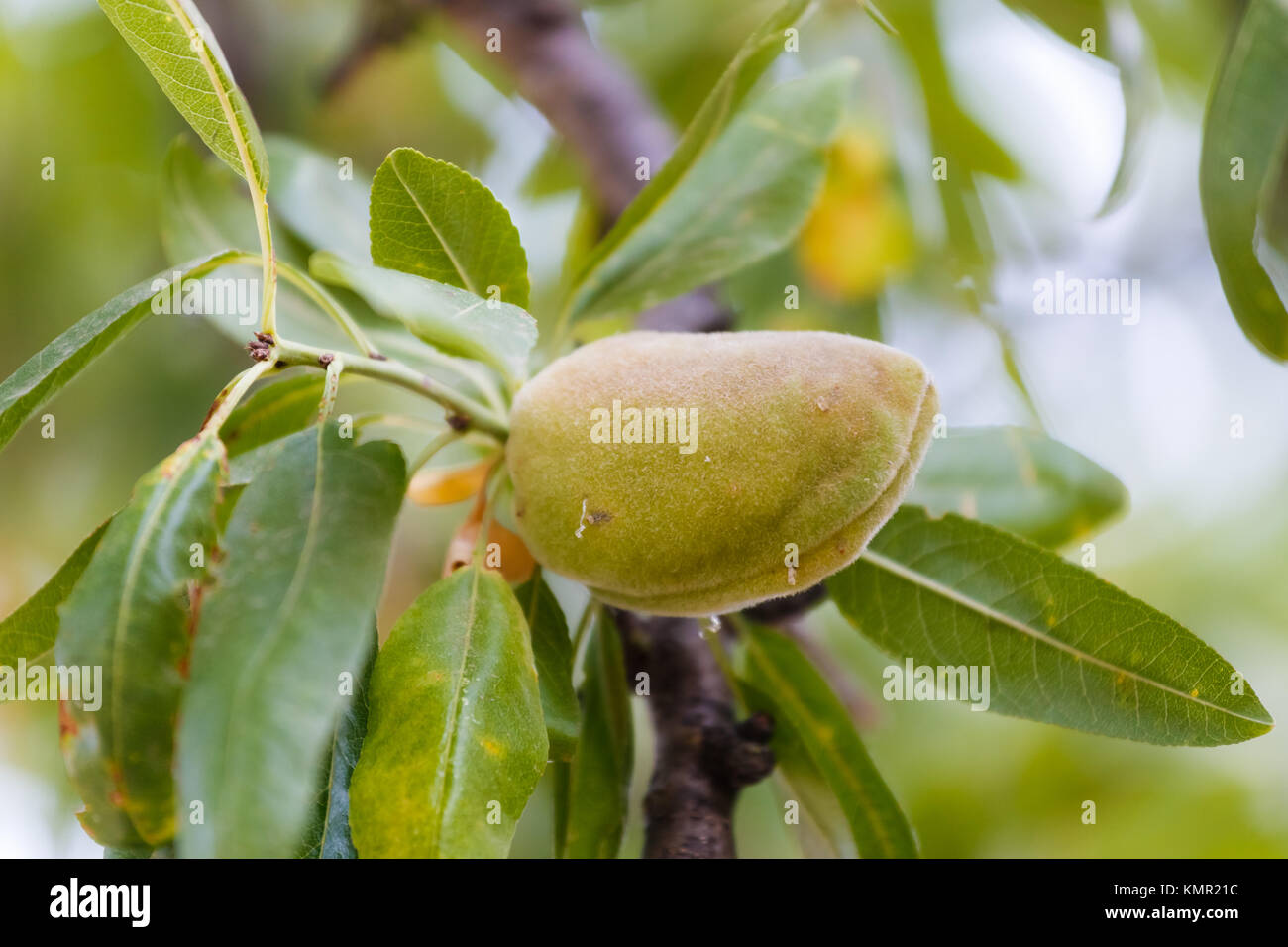 Almond tree greece hi-res stock photography and images - Alamy