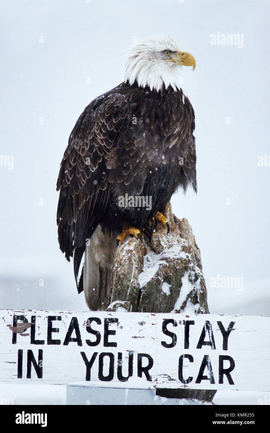North american eagle car hi-res stock photography and images - Alamy