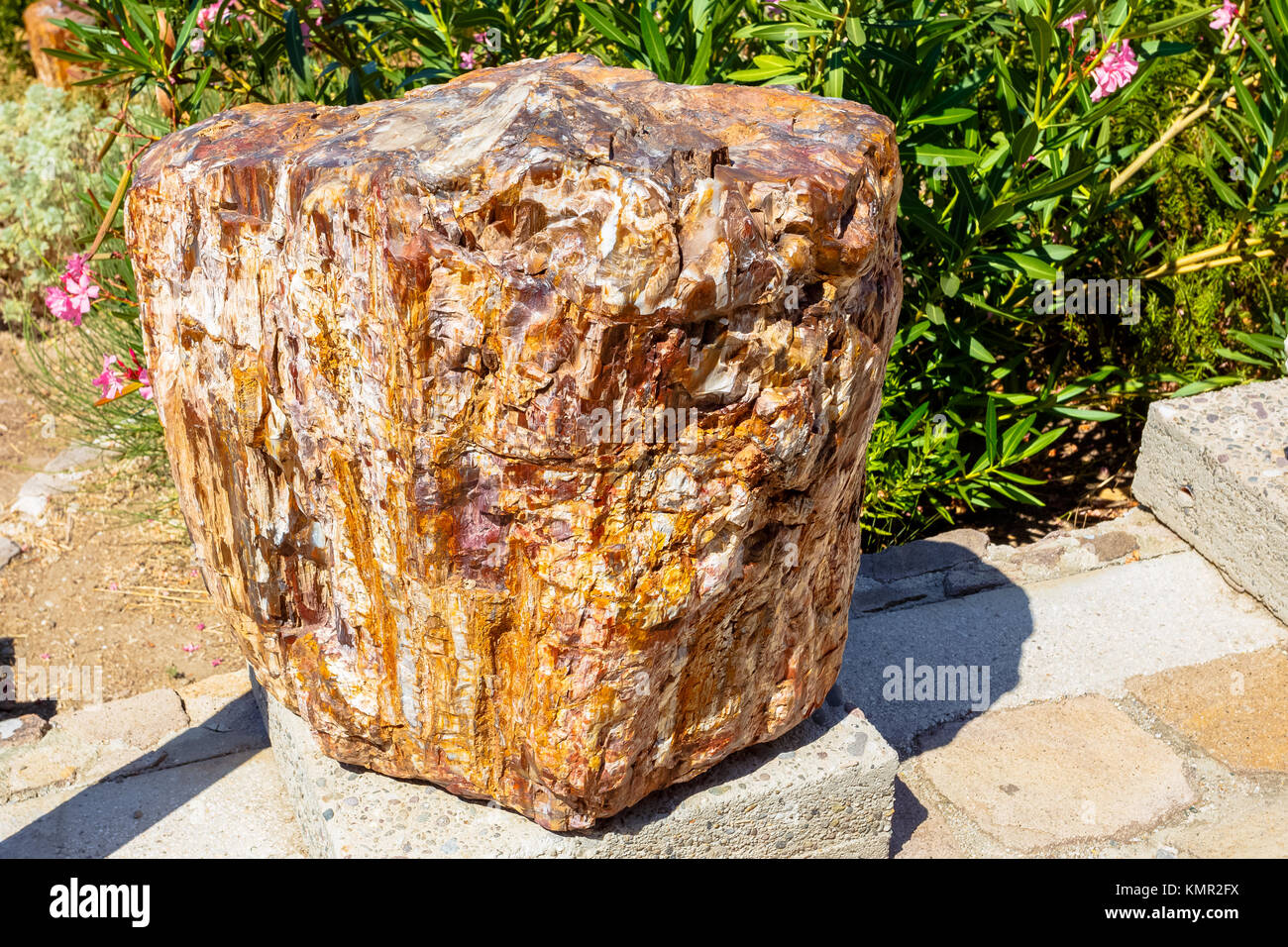 A fossilized colorful tree trunk from the UNESCO Geopark "Petrified ...
