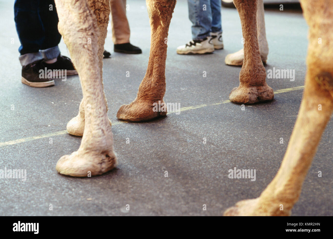 Camel leg legs hi-res stock photography and images - Alamy