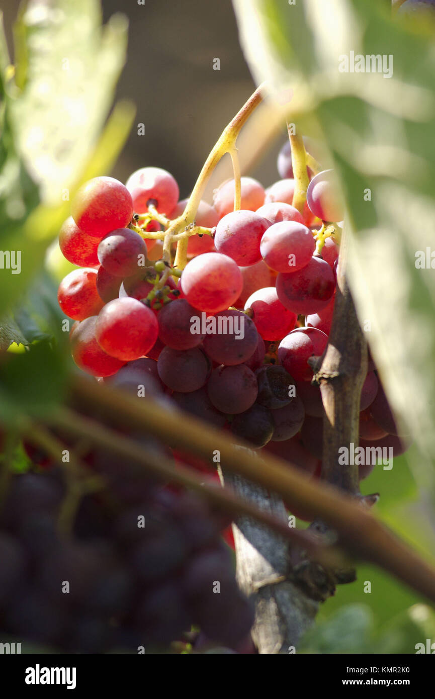 Xarel·lo grape hi-res stock photography and images - Alamy