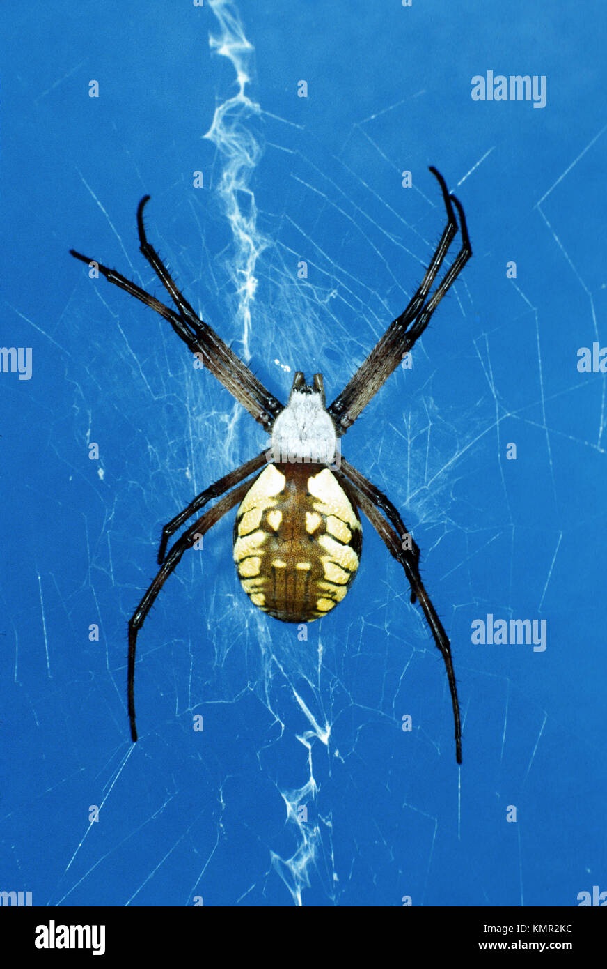 Argiope sp hi-res stock photography and images - Alamy