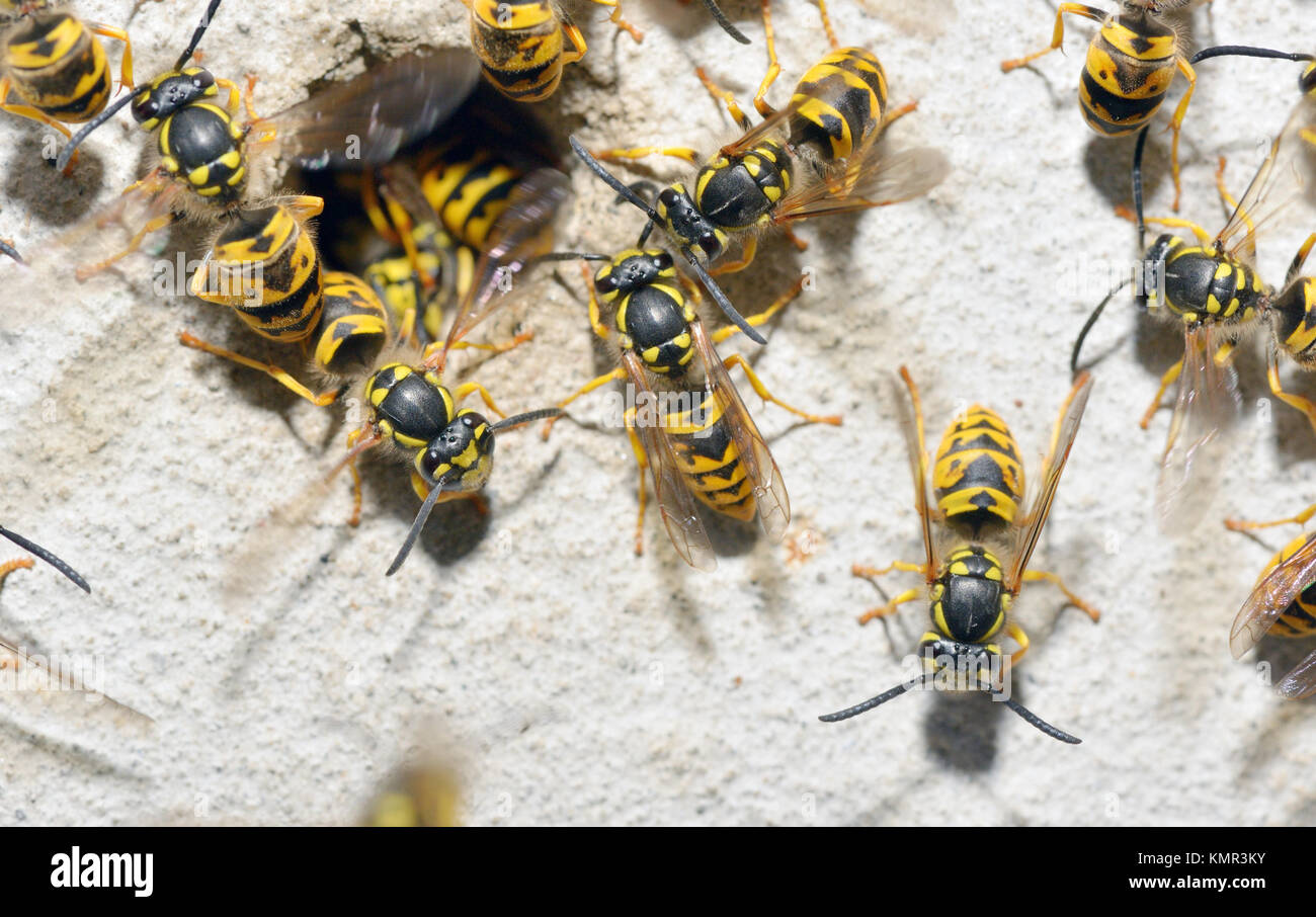Stinger family hi-res stock photography and images - Alamy