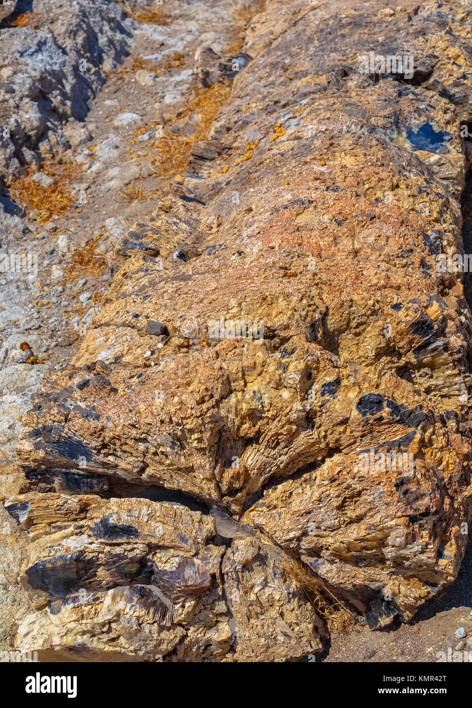 A fossilized colorful tree trunk from the UNESCO Geopark "Petrified ...