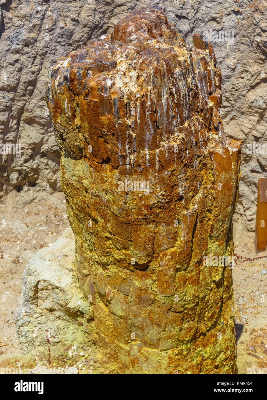 A fossilized colorful tree trunk from the UNESCO Geopark "Petrified ...