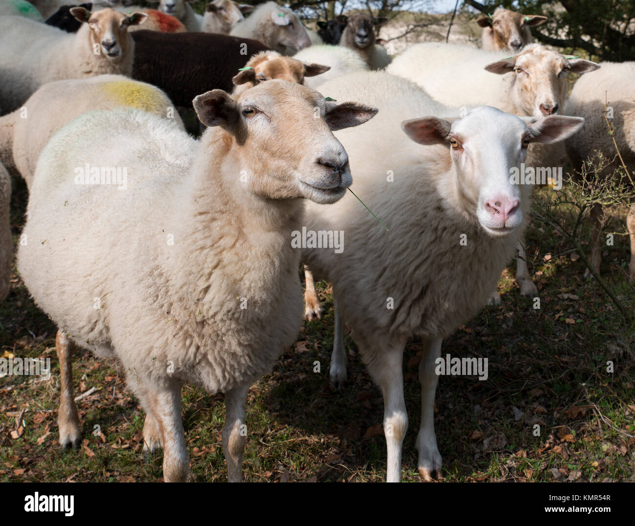 group of sheep in nature Stock Photo - Alamy