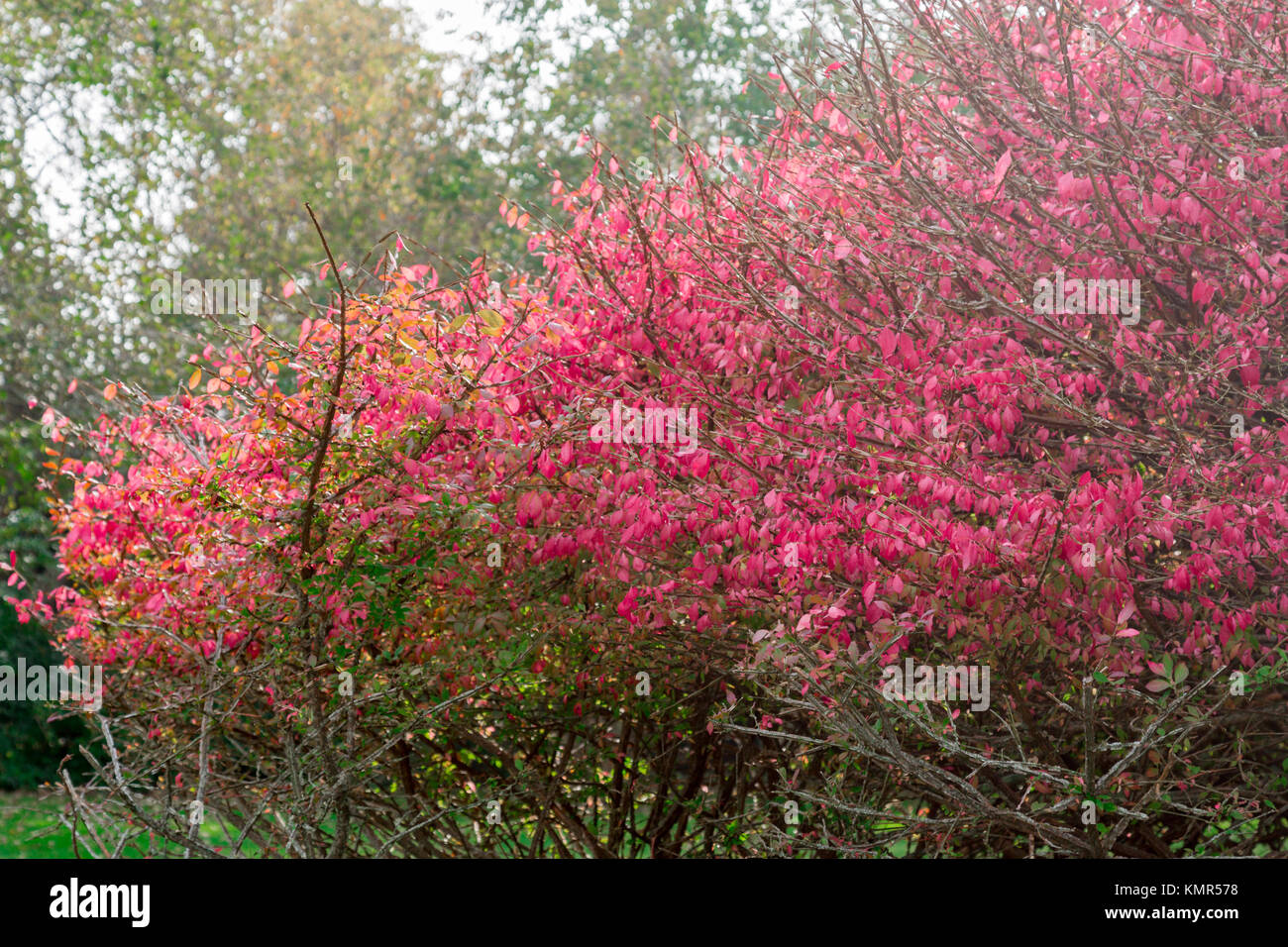 Burning bush plant hi-res stock photography and images - Alamy