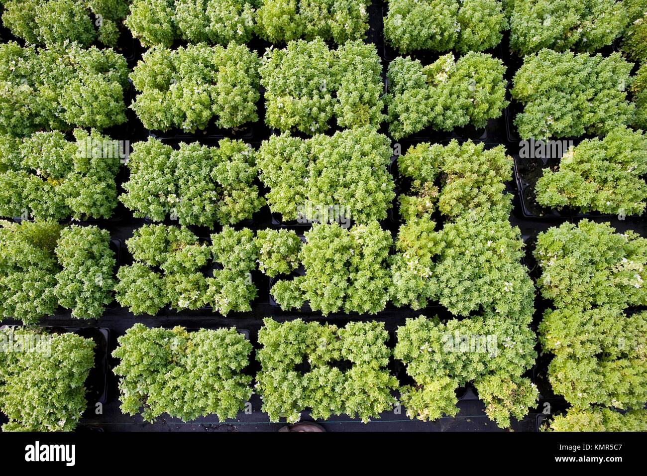Seedbed plants hi-res stock photography and images - Alamy
