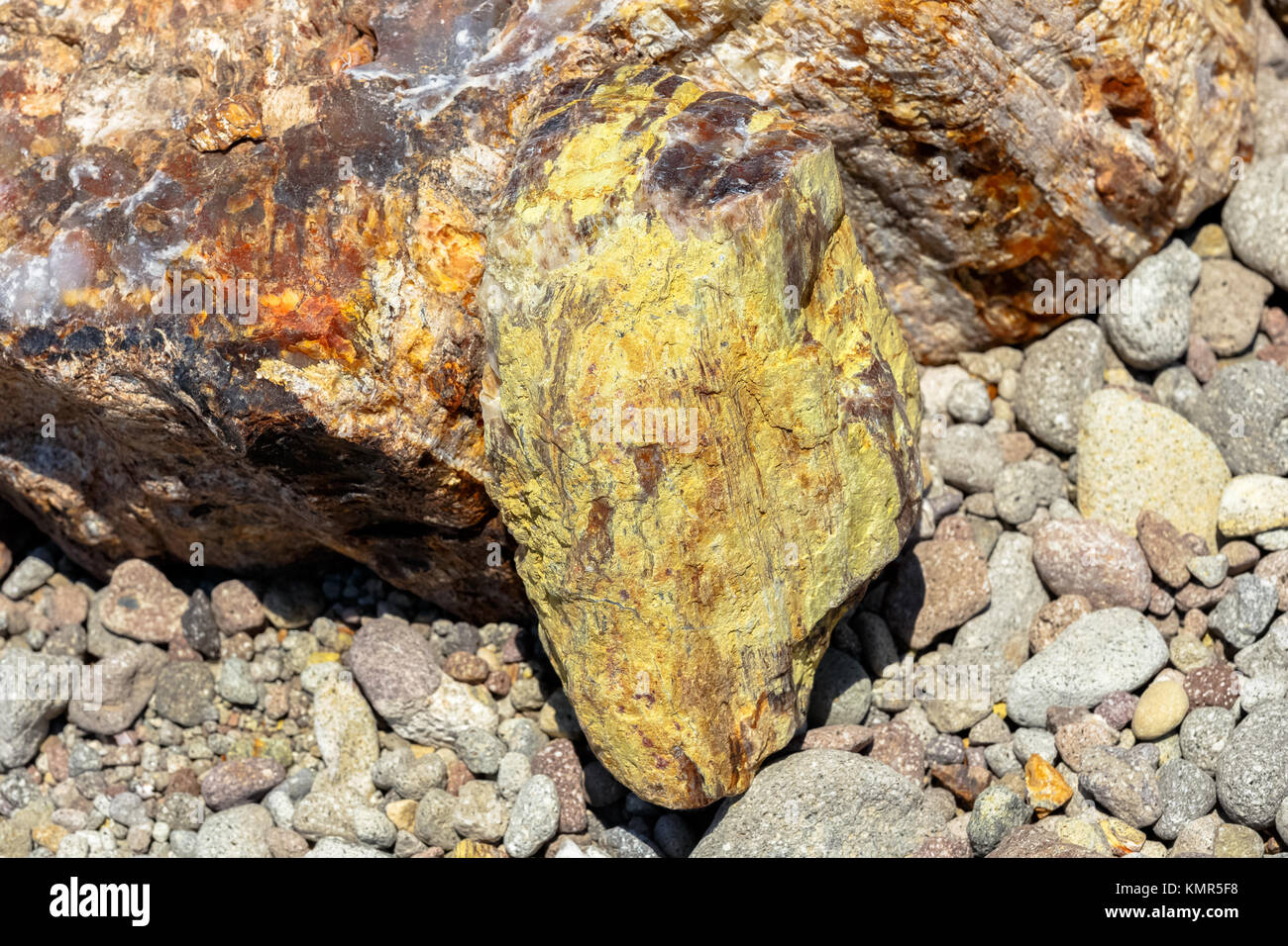 A fossilized colorful tree trunk from the UNESCO Geopark "Petrified ...