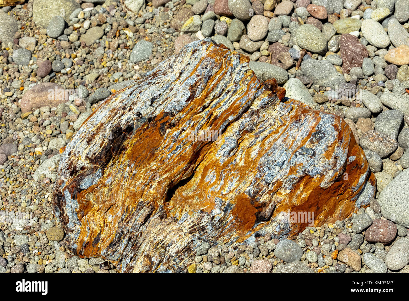 A fossilized colorful tree trunk from the UNESCO Geopark "Petrified ...