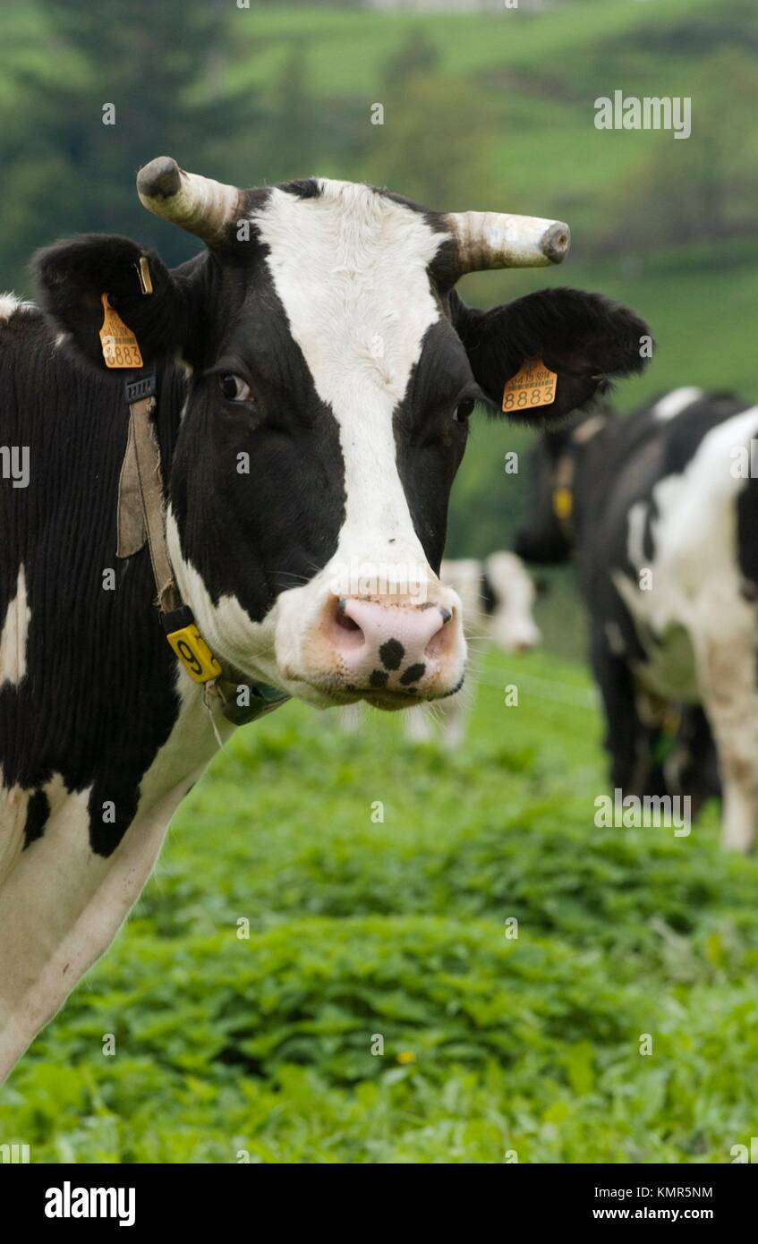 Idiazabal hi-res stock photography and images - Alamy