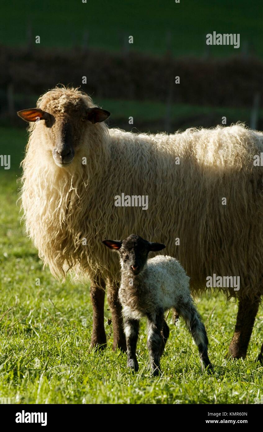 Sheep animal agriculture hi-res stock photography and images - Alamy