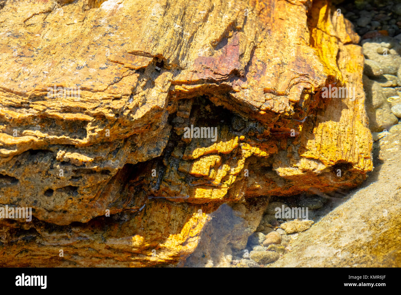 A fossilized colorful tree trunk from the UNESCO Geopark "Petrified ...
