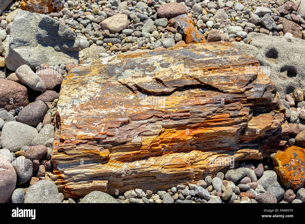 A fossilized colorful tree trunk from the UNESCO Geopark "Petrified ...