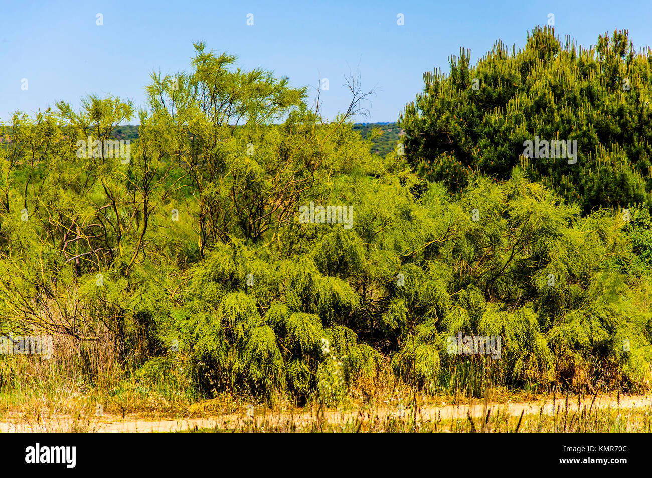 Two trees in the countryside around Madrid Stock Photo - Alamy