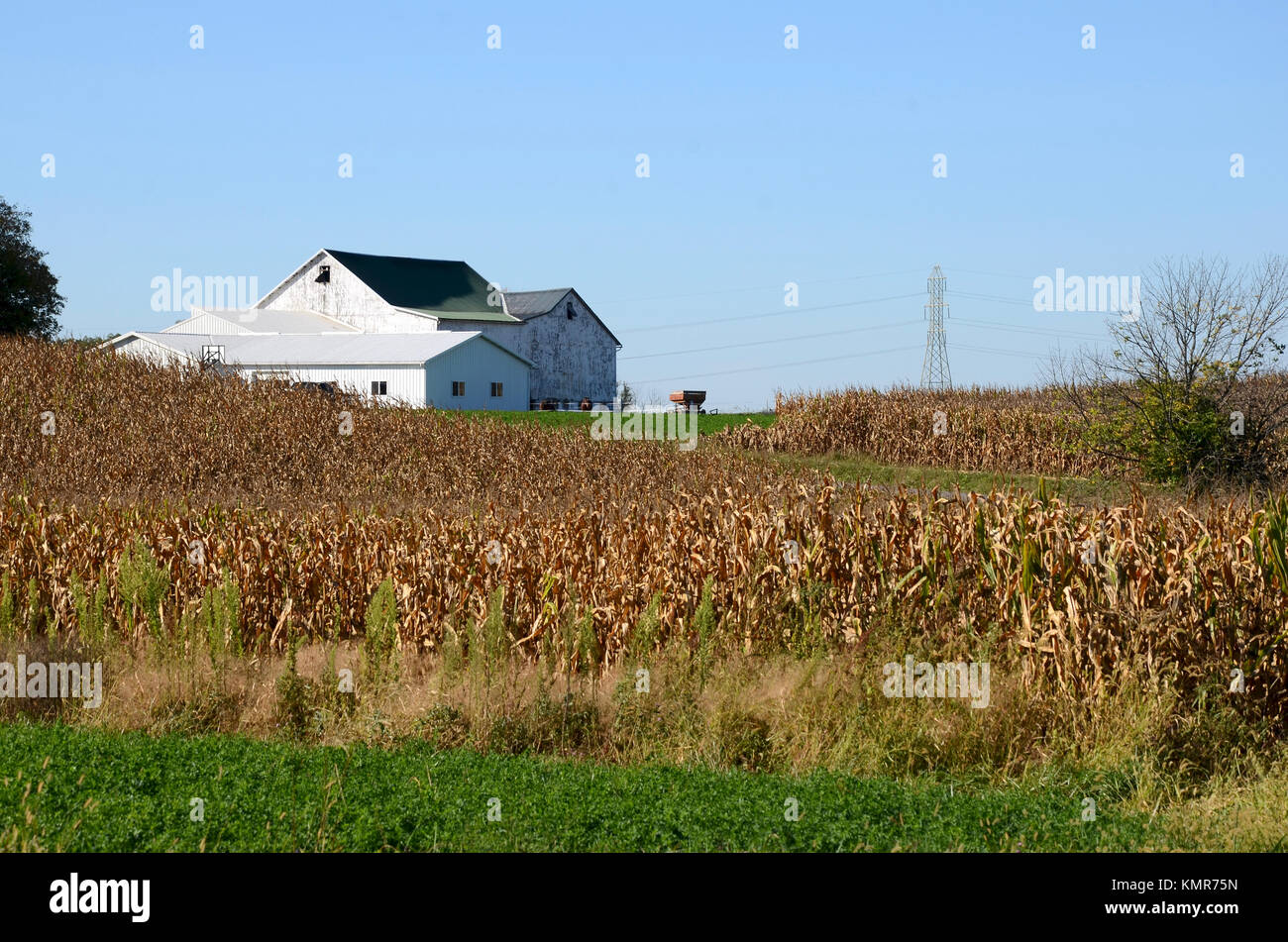 Amish farm buildings with field of sweetcorn in Holmes County, Ohio ...