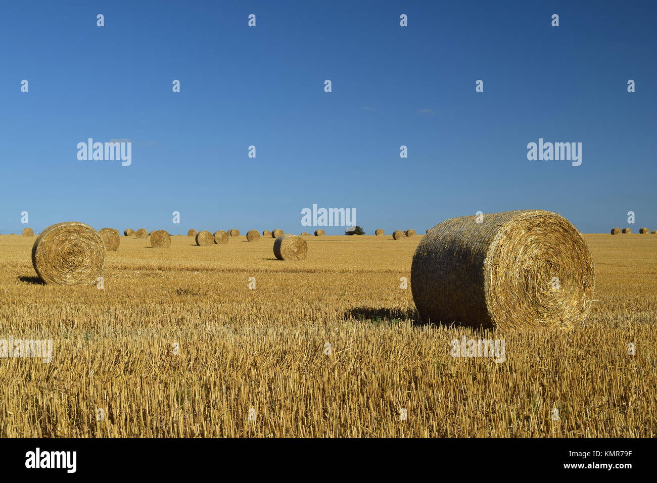 Bales of hay ready for harvesting in farm field with clear blue sky ...