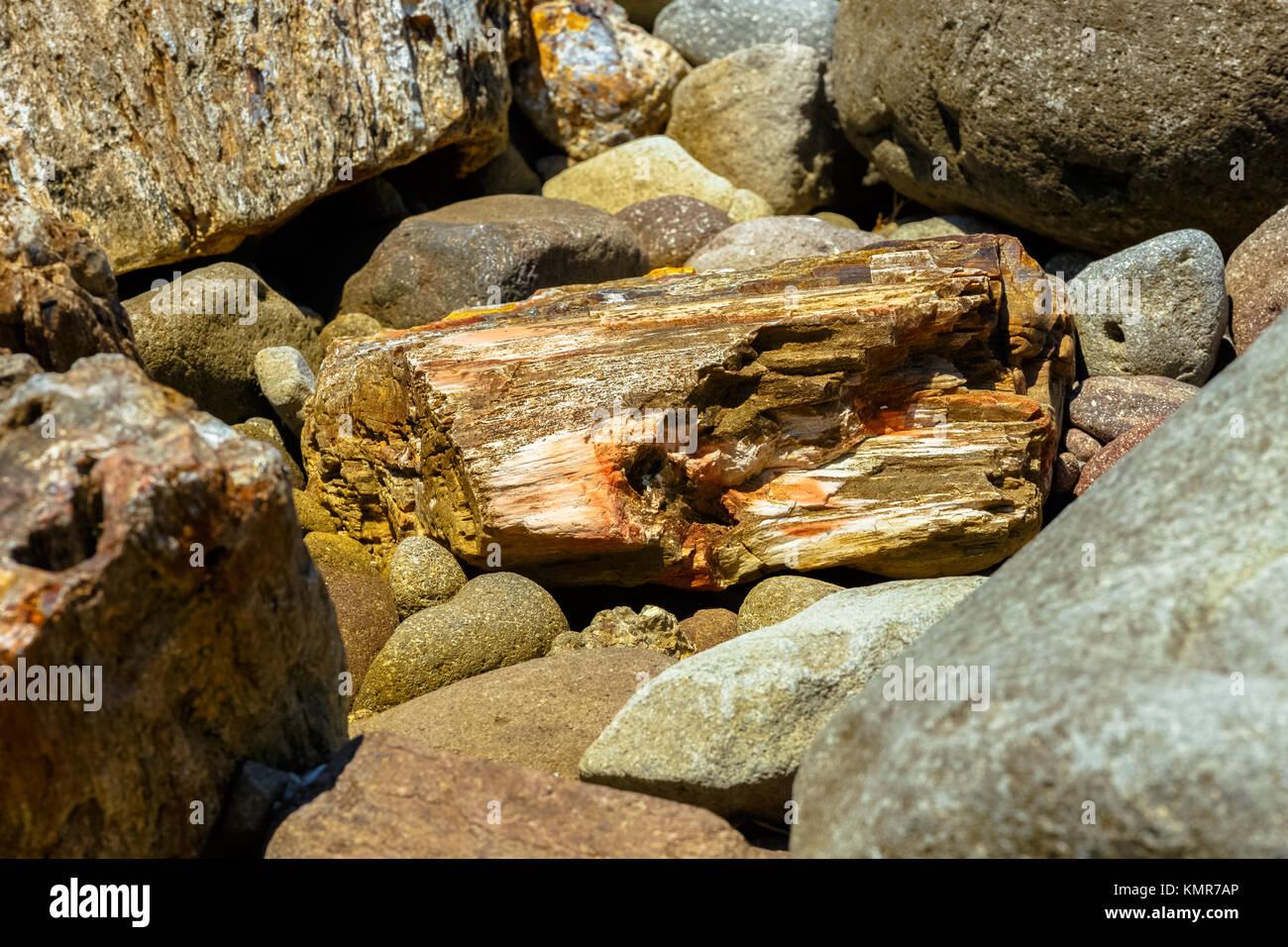 A fossilized colorful tree trunk from the UNESCO Geopark "Petrified ...