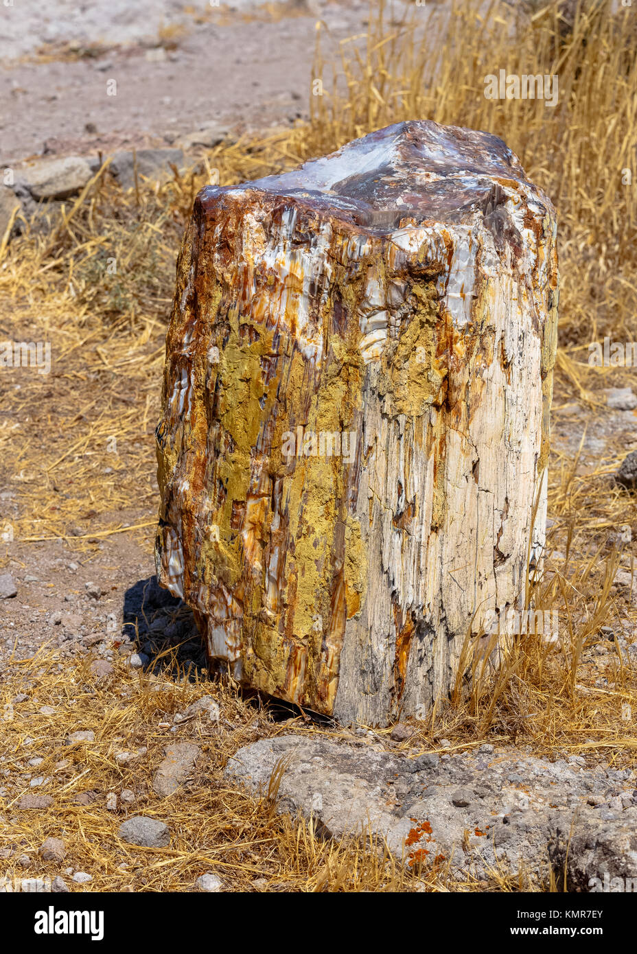A fossilized colorful tree trunk from the UNESCO Geopark "Petrified ...