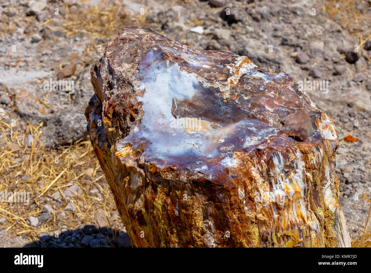 A fossilized colorful tree trunk from the UNESCO Geopark "Petrified ...