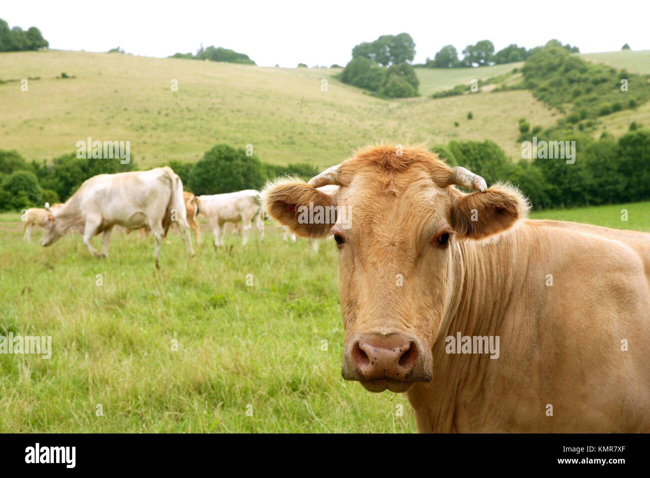 Beige cows cattle eating on the green grass meadow otudoor Stock Photo ...