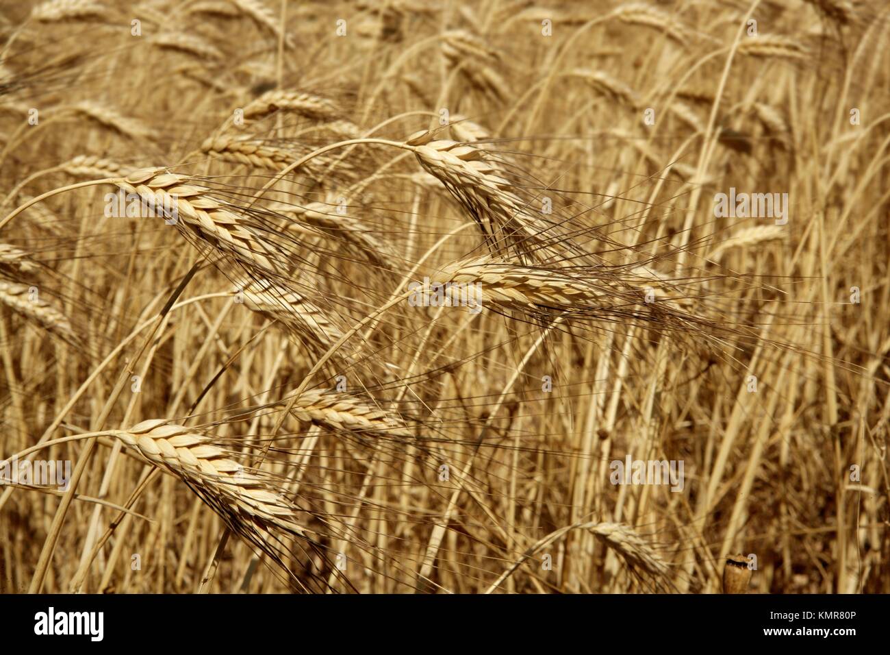 Crop fiels hi-res stock photography and images - Alamy