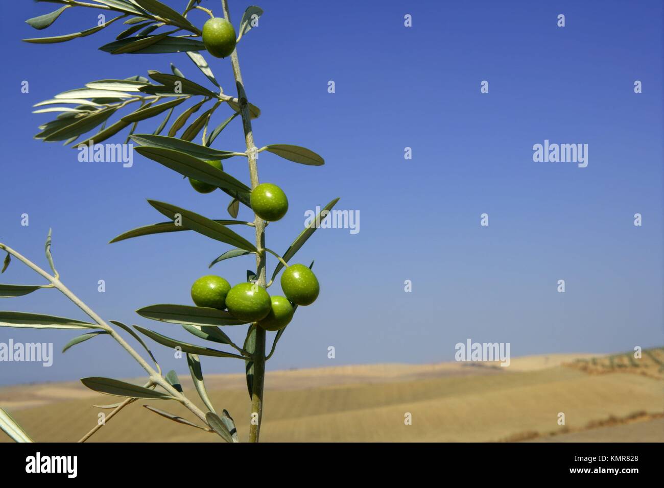 Beautiful green olive field macro detail over blue sky Stock Photo - Alamy