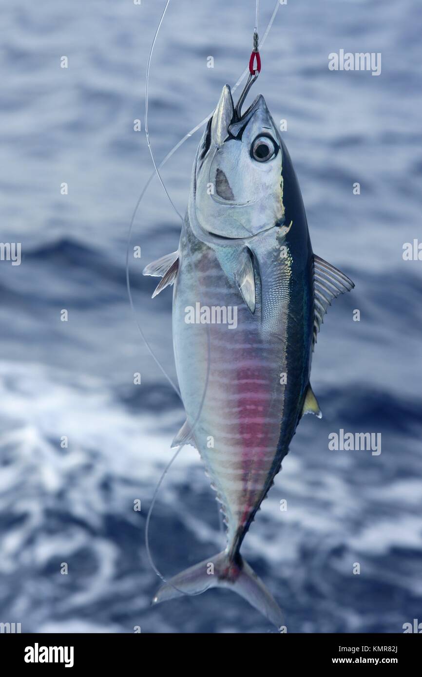 Atlantic Bluefin Tuna White High Resolution Stock Photography and ...