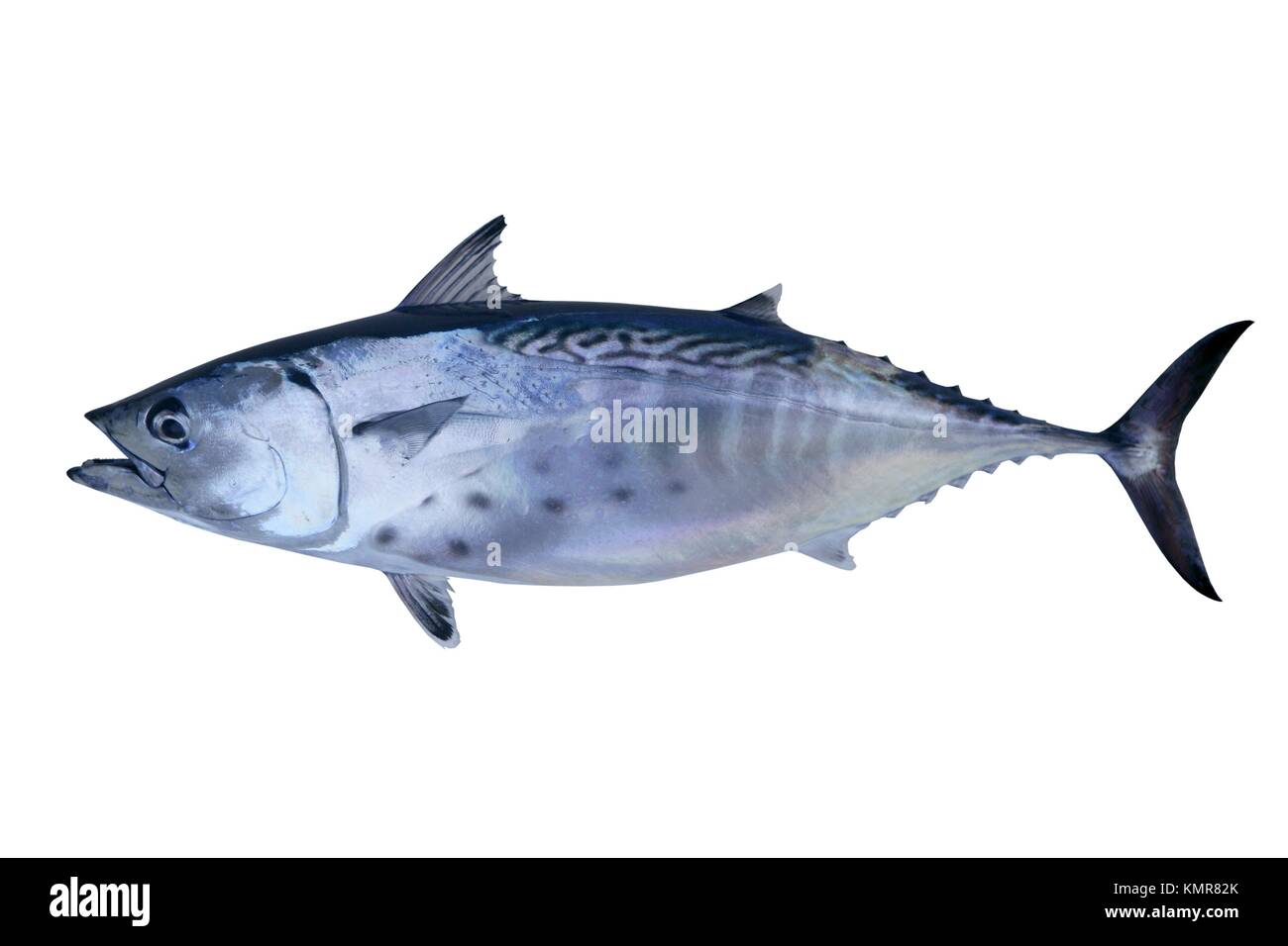 Atlantic blue fin tuna Cut Out Stock Images & Pictures - Alamy