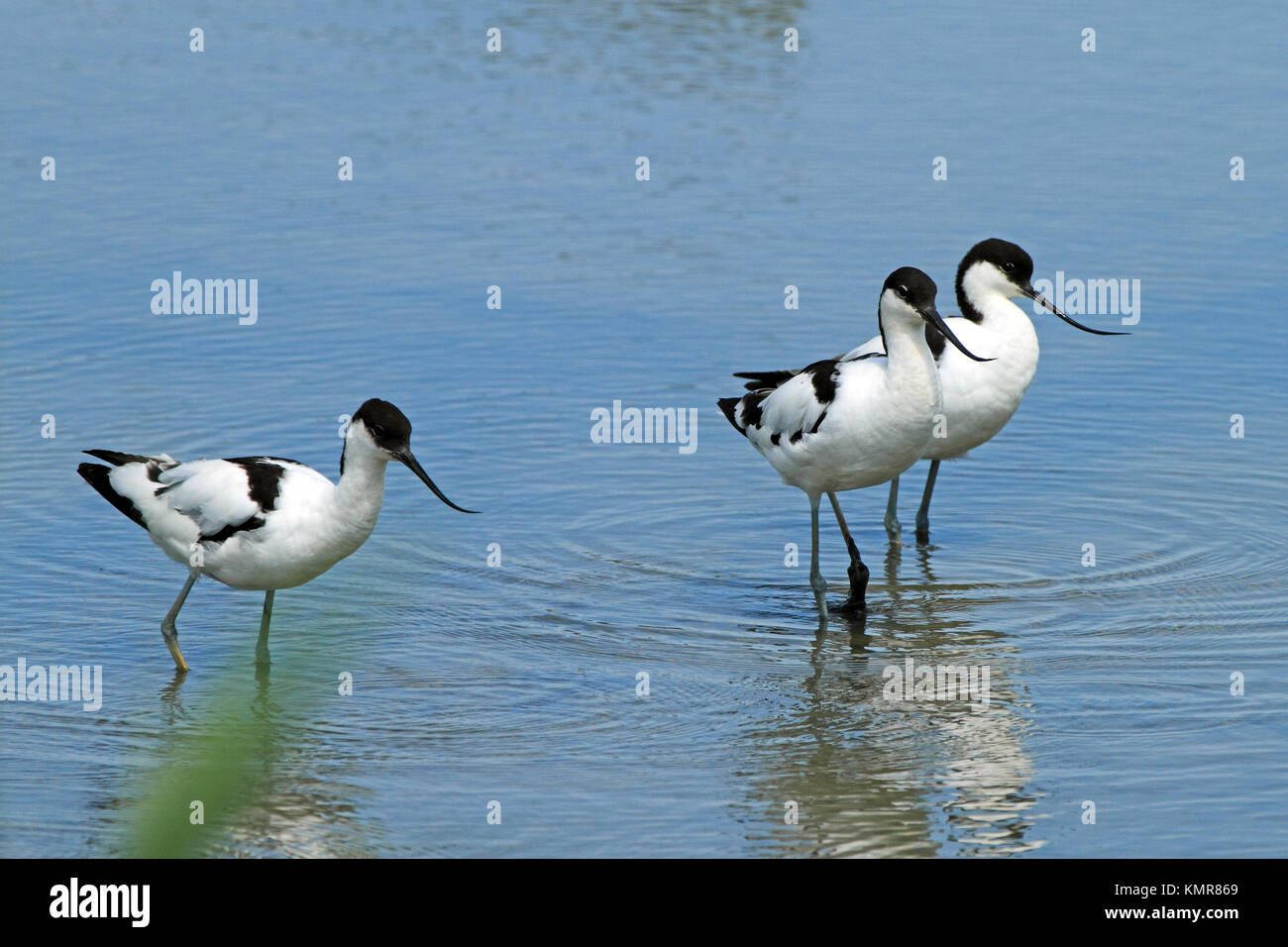Avocets (Recurvirostra avosetta) - wading in lagoon Stock Photo - Alamy
