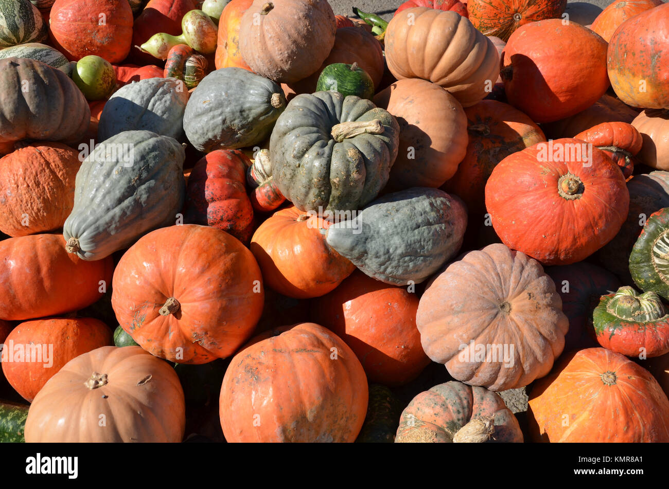 Pumpkins and squashes for sale at Hershberger's Farm and Bakery near ...