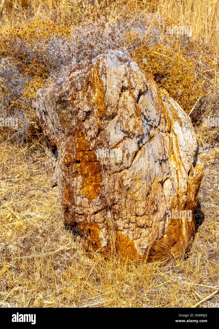 A fossilized colorful tree trunk from the UNESCO Geopark "Petrified ...
