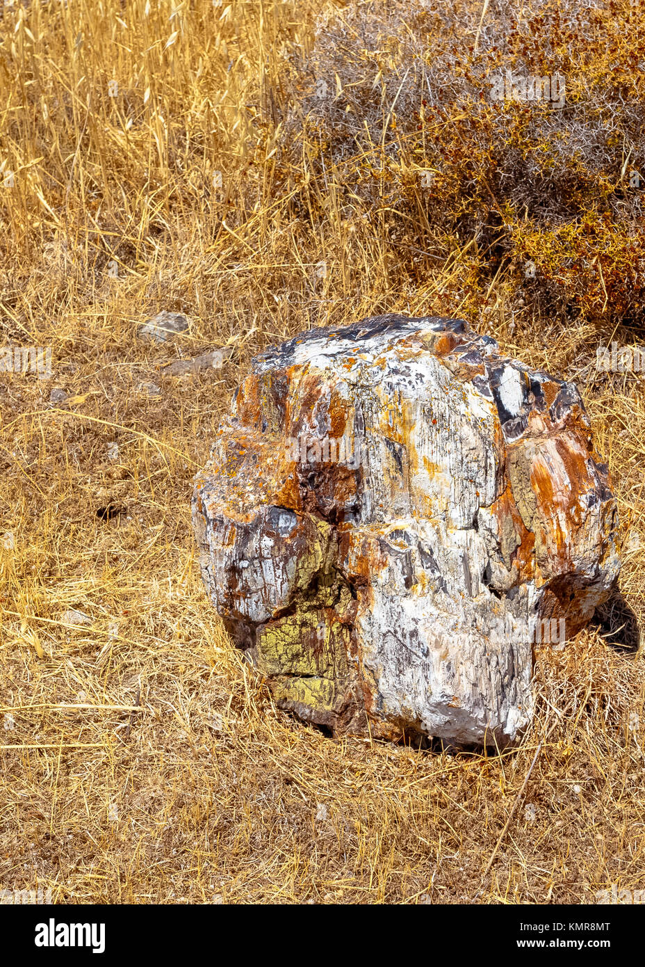 A fossilized colorful tree trunk from the UNESCO Geopark "Petrified ...