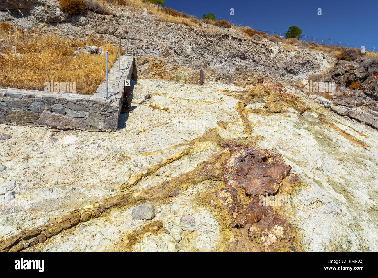 A fossilized colorful tree trunk from the UNESCO Geopark "Petrified ...