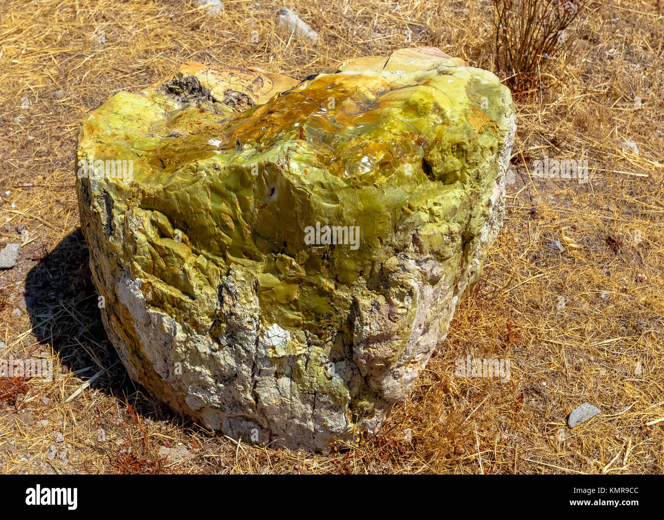 A fossilized colorful tree trunk from the UNESCO Geopark "Petrified ...