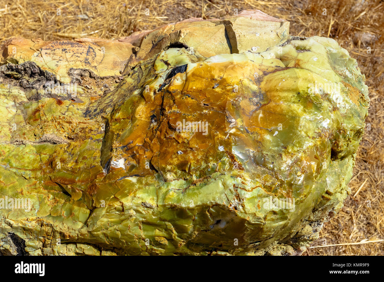 A fossilized colorful tree trunk from the UNESCO Geopark "Petrified ...