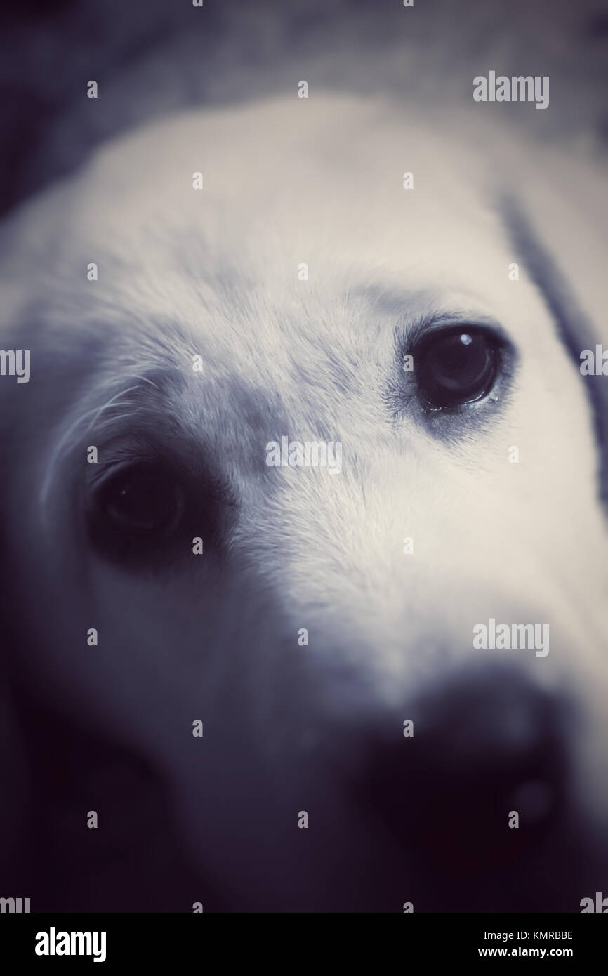 A cute, young, three month old yellow Labrador retriever looking at ...