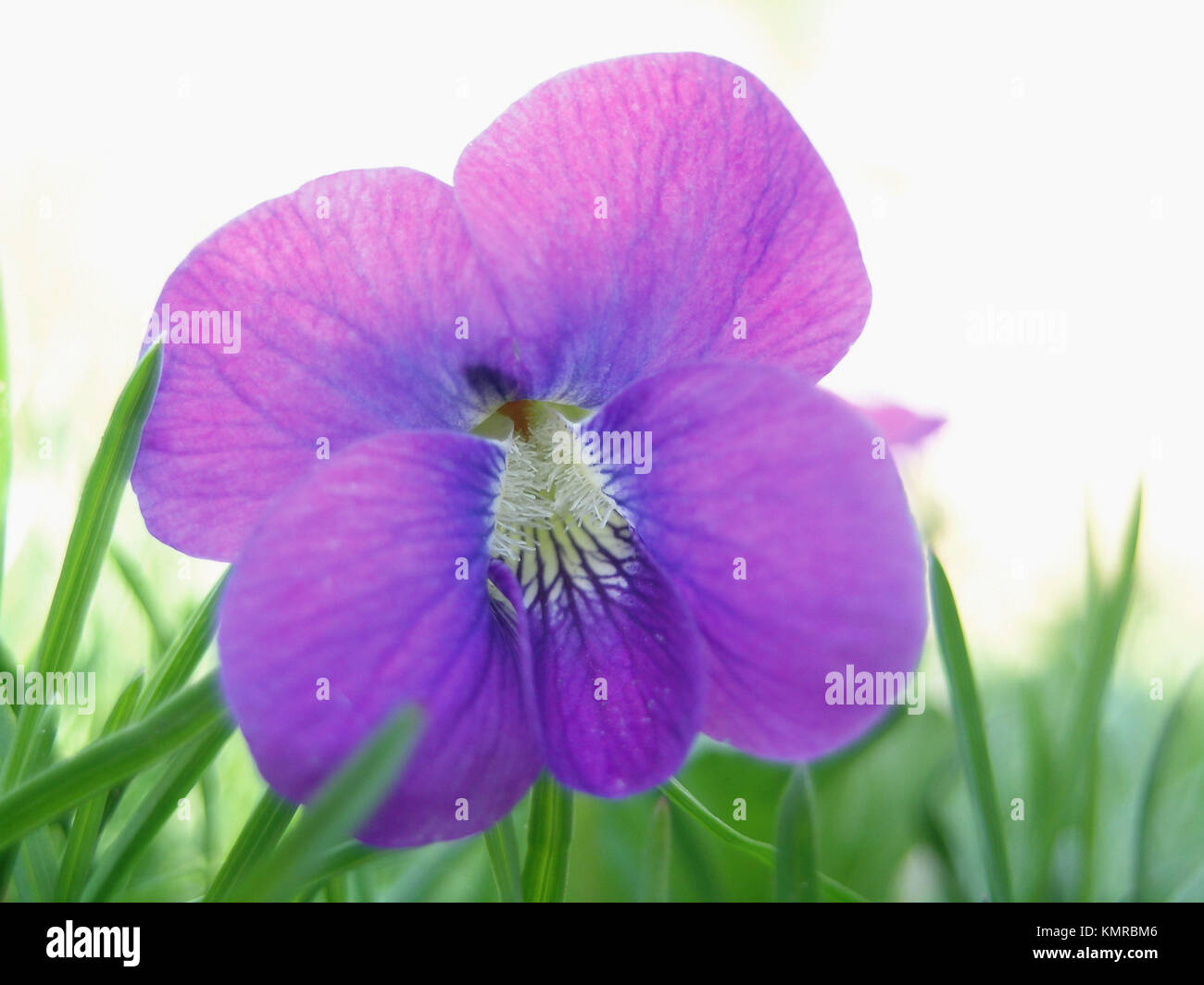 Botany viola hi-res stock photography and images - Alamy