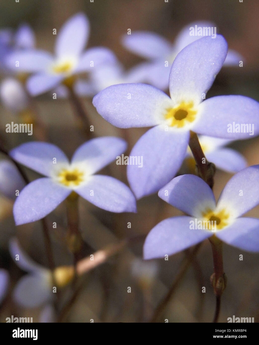 Houstonia Caerulea High Resolution Stock Photography and Images - Alamy