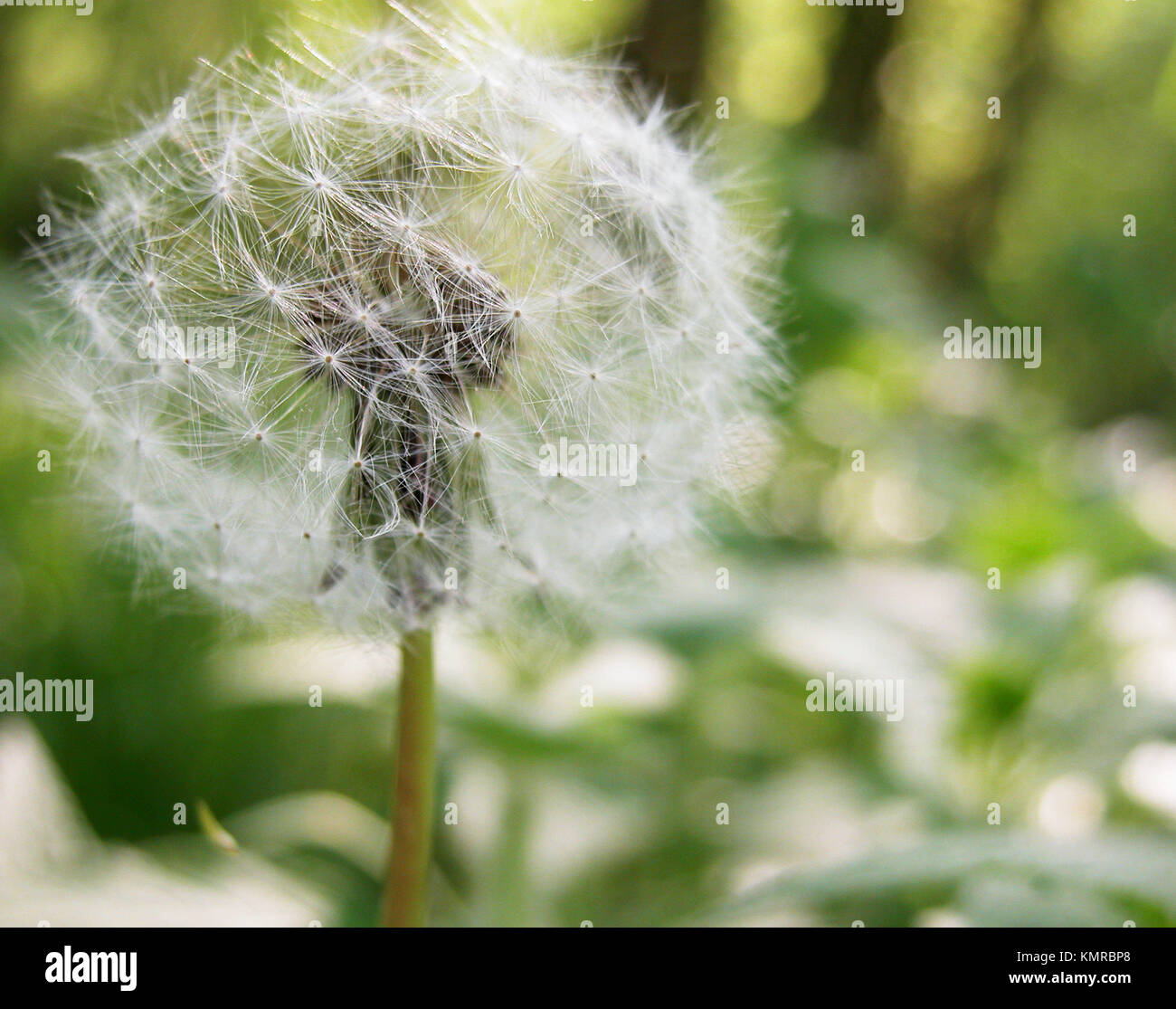 Taraxacum officinale seed hi-res stock photography and images - Alamy