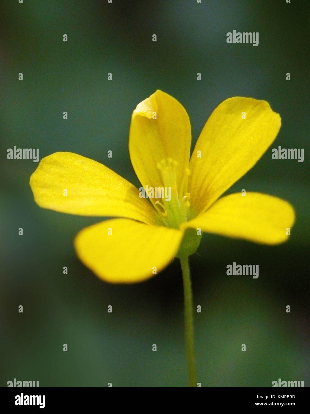 Oxalis Stricta High Resolution Stock Photography and Images - Alamy