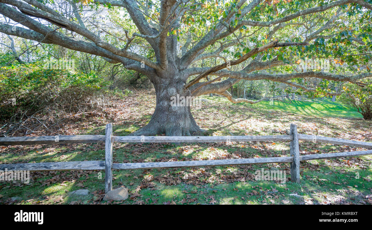 Old tree roots out of ground hi-res stock photography and images - Alamy