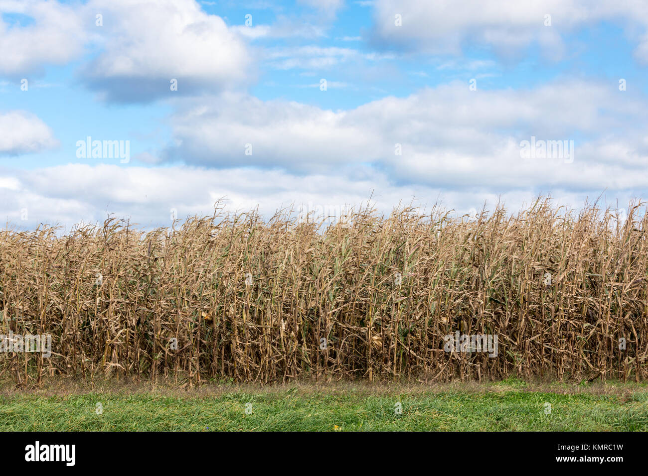 Tall corn hi-res stock photography and images - Alamy