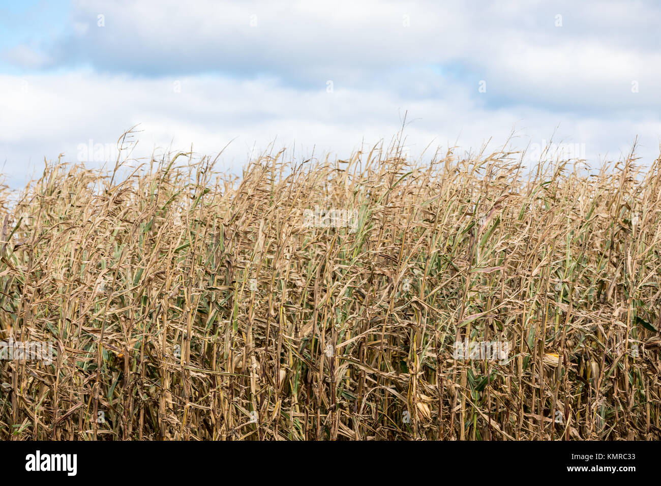 detail image of a faded field of corn in east hampton, ny Stock Photo ...