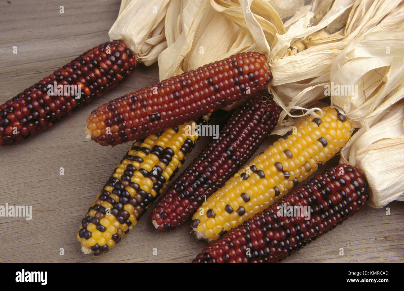 Coloured corn hi-res stock photography and images - Alamy