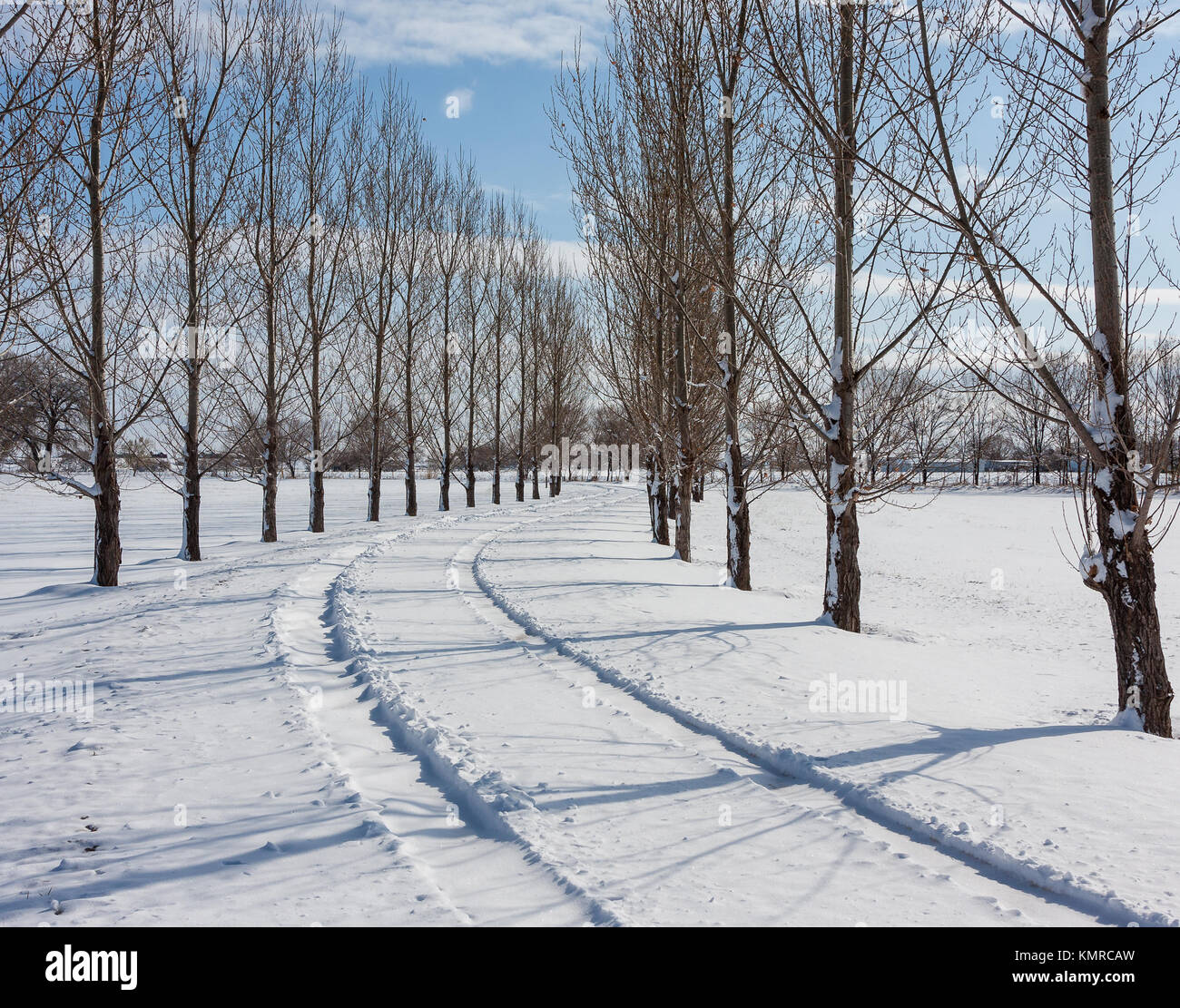 Fresh Tracks in Tree-lined Snow Covered Drive Stock Photo - Alamy