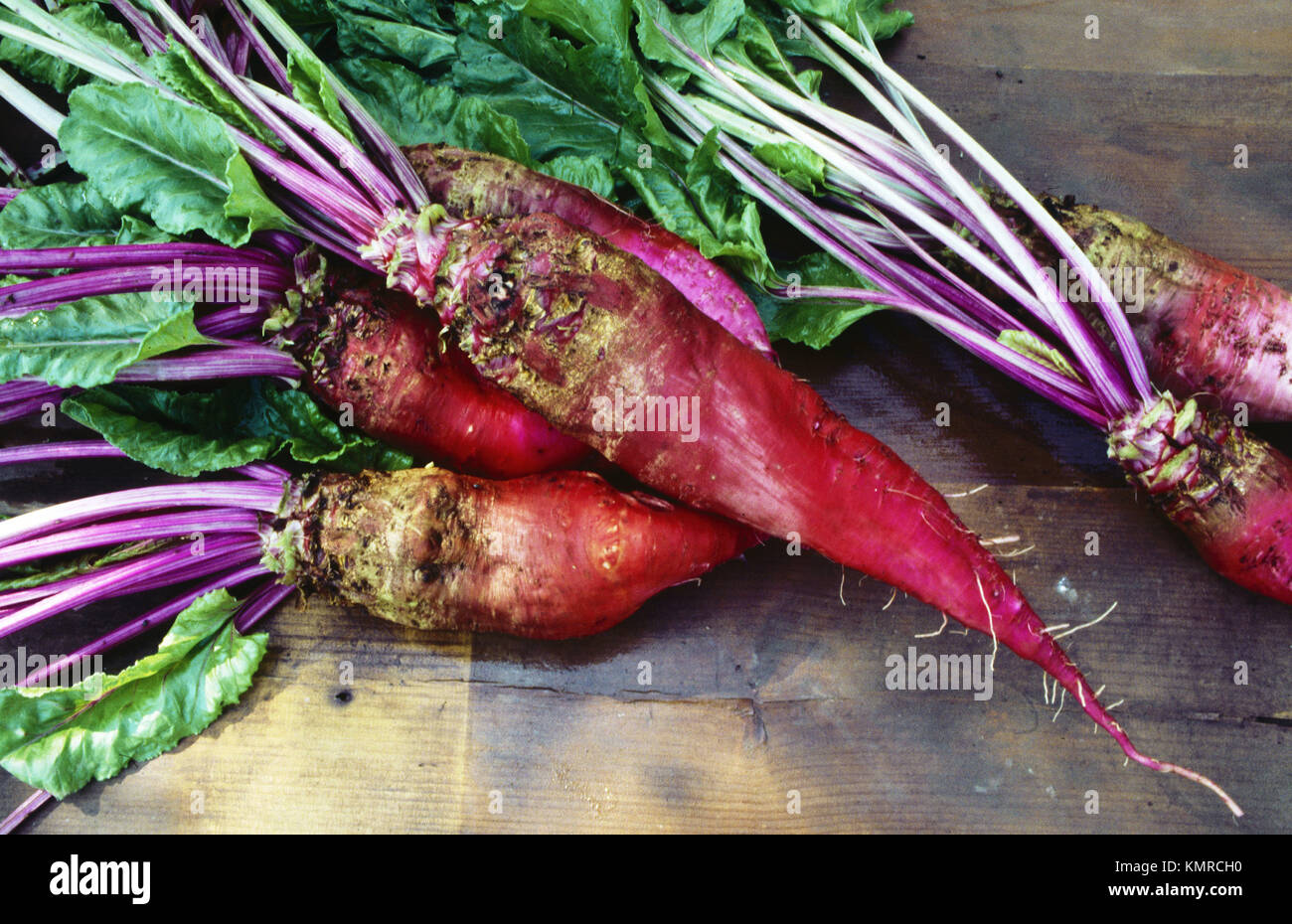 Mangel wurzel hi-res stock photography and images - Alamy